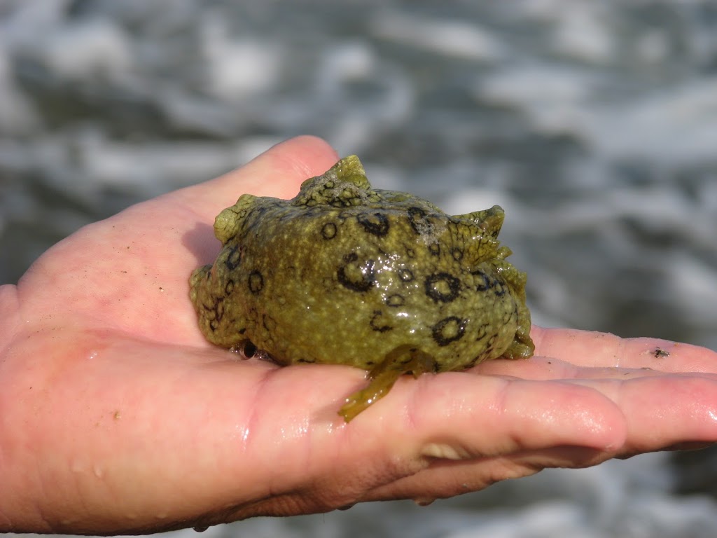 Happy President's Day + Sea Hares At The Beach - Sweet Greens