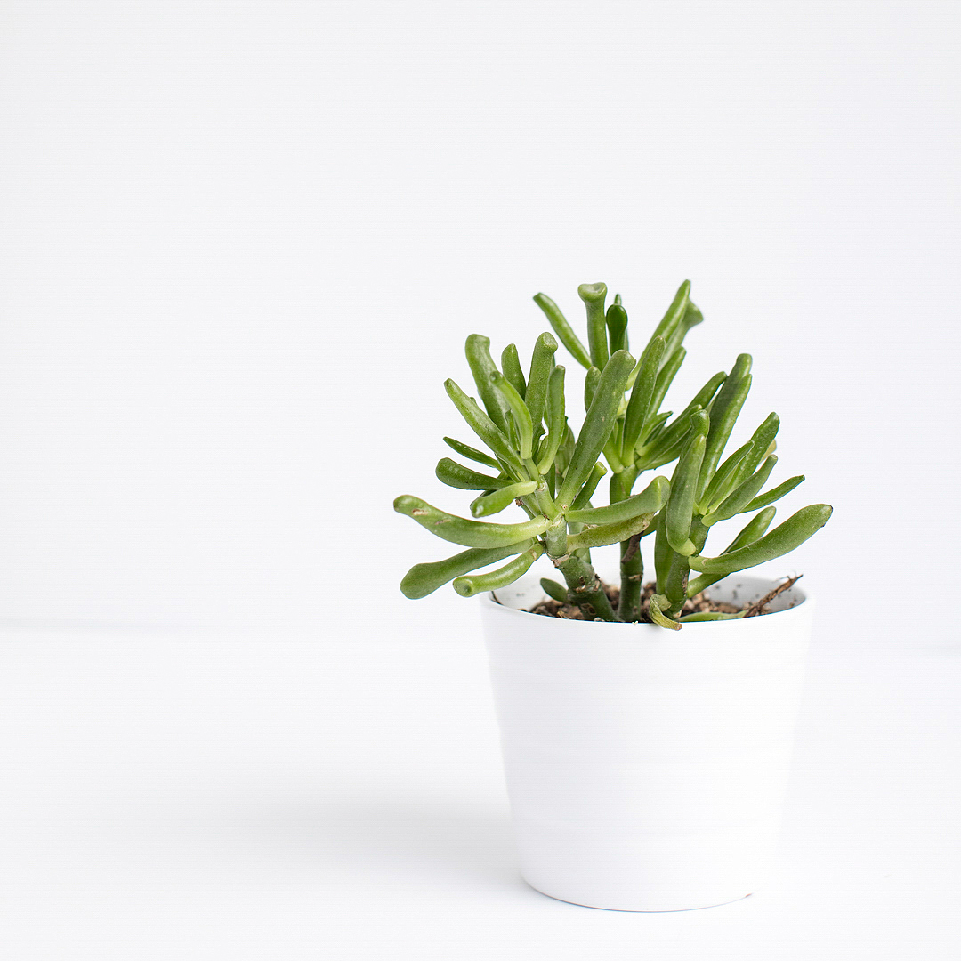 Green Tips: 10 Simple Ways to Go Green Today - Sweet Greens